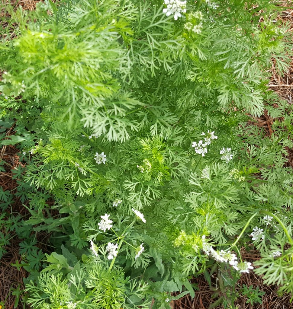 native cilantro | The Pensacola Garden Center